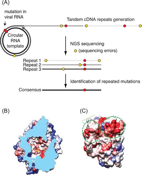 Figure 2 From Viral Quasispecies Semantic Scholar