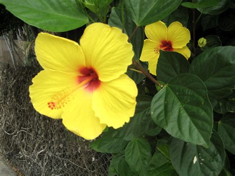 Hawaii State Flower Picture Degree