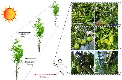 The Acquisition Process Of The Dataset A Images Under Occlusion Download Scientific Diagram
