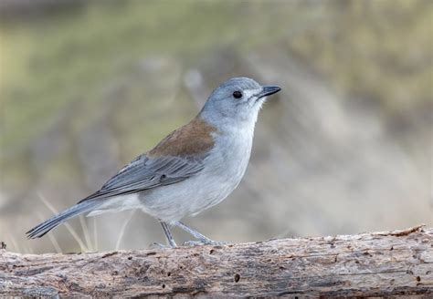 Agnes Banks Nature Reserve Birdlife Australia