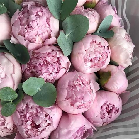Пин от пользователя 💖d̥ͦi̥ͦḀͦn̥ͦḀͦ💖 на доске Peonies Пионы Цветы