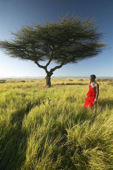 Akacjowy Drzewo I Zielona Trawa Lewa Conservancy Z Mnt Kenja W Tle