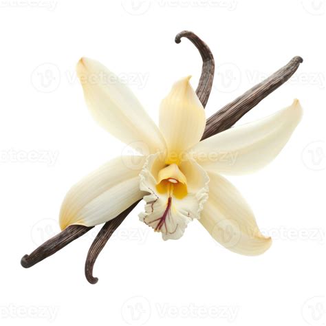 Vanilla Flower Isolate On Transparency Background 51690315 Png