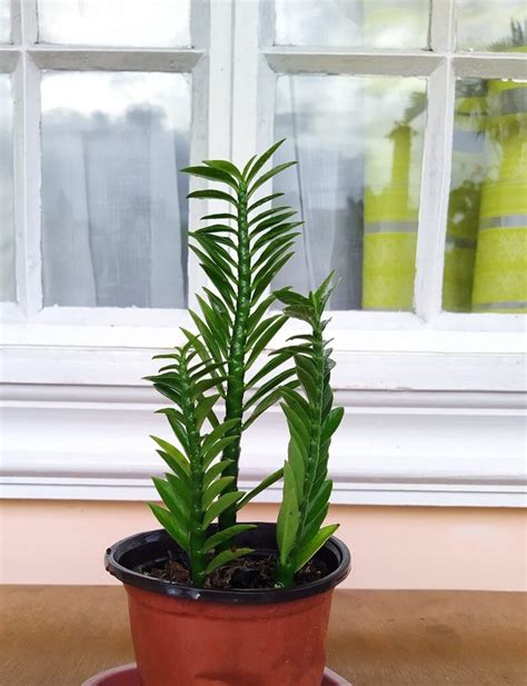 Devils Backbone Plant Best Grow And Care Guide