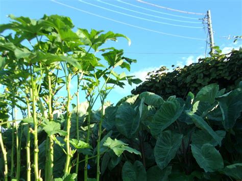 台風一過の畑の様子など コツをつかんで楽しむ果樹と菜園