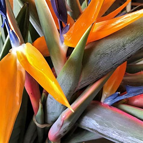 Bird Of Paradise Plant Care Indoors 8 Strelitzia Growth Tips
