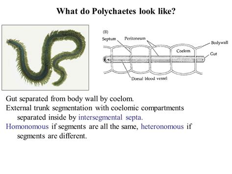 Phylum Annelida Ppt Video Online Download Phylum Annelida Ppt Video Online Download