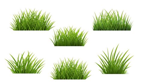 Green Grass Royalty Free Vector Image Vectorstock