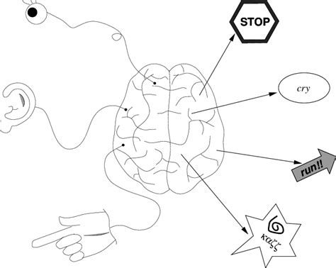 2 A Cartoon Representation Of Traditional Views Of The Download Scientific Diagram