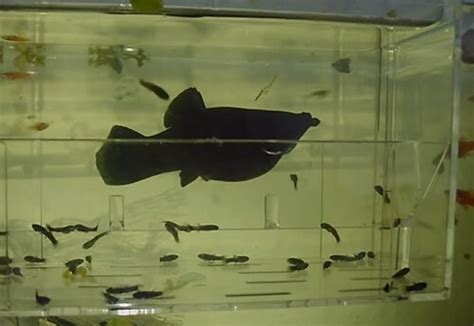 Molly Fish A Complete Guide For Caring And Breeding Love Fish Tank