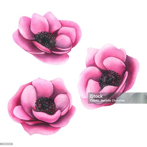 서로 다른 각도의 분홍색 아네모네 꽃 3개 수채화 그림 손으로 그린 흰색 배경에 격리 된 개체 작곡 지문 스티커의 디자인과
