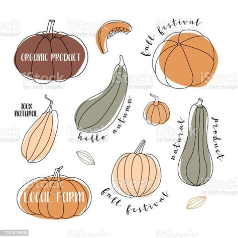 호박 스쿼시 호박 골수 다양한 모양과 색상 가을 장식 디자인 추수 감사절과 할로윈 초대 수확에 적합합니다 벡터 플랫 일러스트레이션 호박 조롱박과 식물에 대한 스톡 벡터 아트