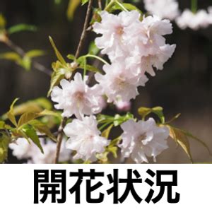 ミヤマカタバミ 日光植物園 Oxalis nipponica