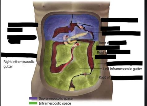 Diagram Of Exam 4 Peritoneum Label 7 Quizlet