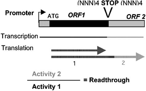 Premature Stop Codons Involved In Muscular Dystrophies Show A Broad Spectrum Of Readthrough