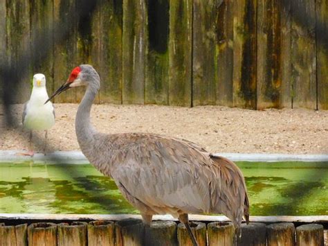 Seaside Seabird Sanctuary Indian Shores 2020 All You Need To Know