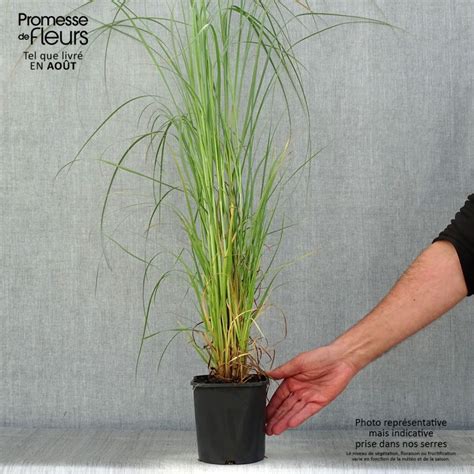 Pampas Grass Cortaderia Selloana Rosea Pampas Grass With Pink Plumes