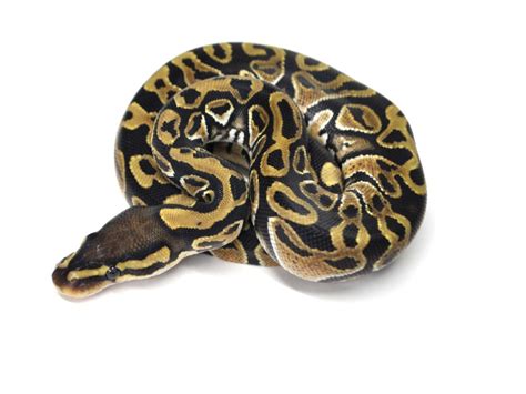 Morph List World Of Ball Pythons