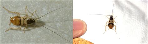 4 Types Of Cockroaches Found In Oregon Id Guide Nature Blog Network