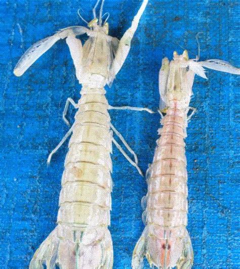 Jual Udang Lipan Ronggeng