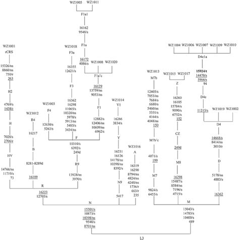 classification tree of 20 complete mtdna sequences plus the revised
