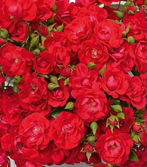 Rosa Flower Carpet® Mini Cherry Mini Cherry Flower Carpet® Rose From