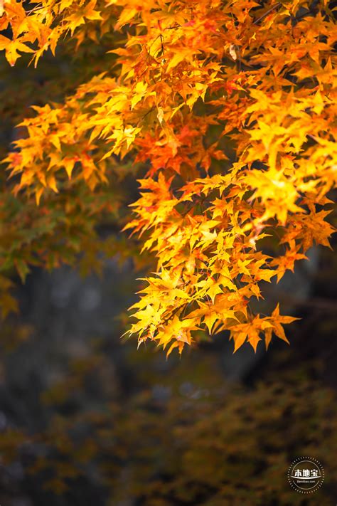 香山公园图片浏览 香山公园图片下载 酷吧图库
