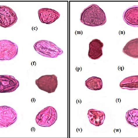 Light Microscope Photomicrographs Of Solanaceae Pollen Grains Pv