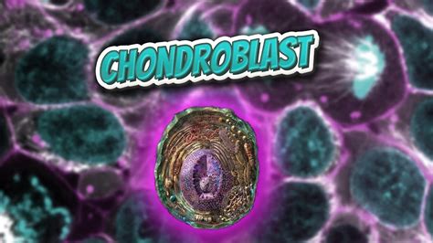 Chondroblast Everything Human Cells 💬👁️🕺🔎 Youtube