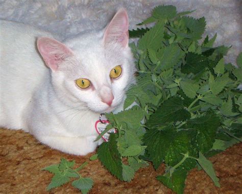 Dowager Queen The Day After Chris Mouse