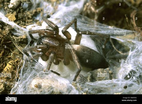 Drassodes Lapidosus Drassodes Lapidosus Female With Cocoon Stock