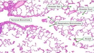 Lung Histology Diagram Smokers Lungs Pictures Smokers Lungs Vs