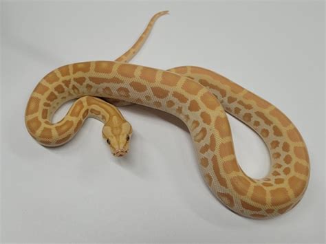 Pearl Burmese Python By Blackheart Reptiles