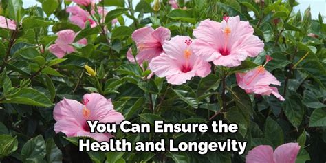 How To Care For Braided Hibiscus Tree 9 Steps Guide 2025