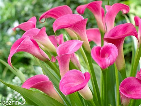 پیاز گل شیپوری میکس هلندی 4 عددی بذری نو بکاریم