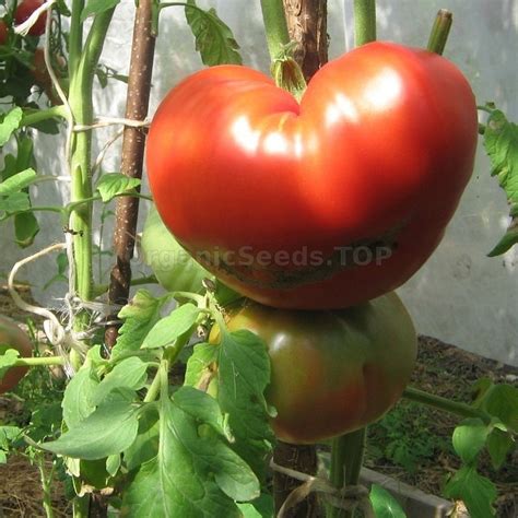 Paradisaic Delight Organic Tomato Seeds Shipping Is Free For Orders Over