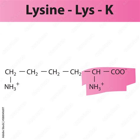 Lysine Lys K Amino Acid Structure Skeletal Formula With Amino