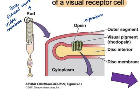 Lecture Visual Signal Reception Flashcards Quizlet