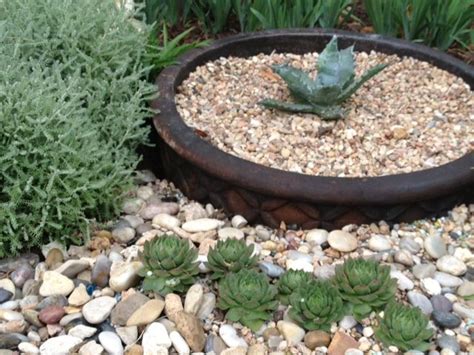 Succulent Rock Garden Designs
