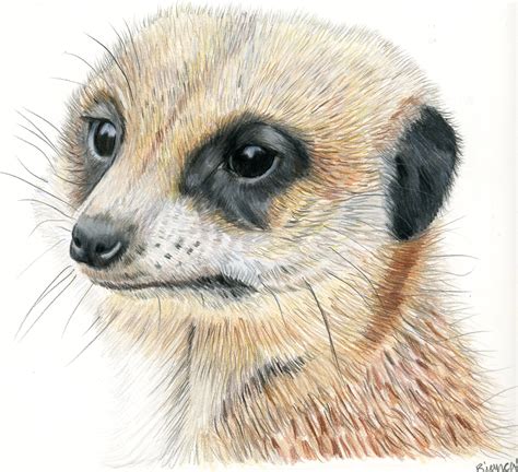 Meerkat Face Outline