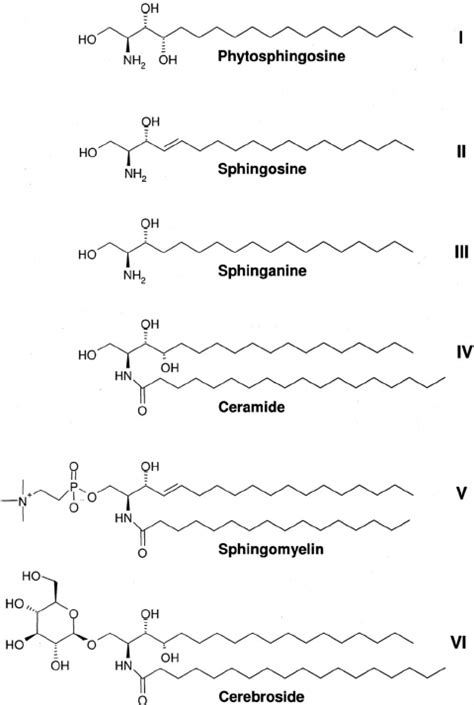 Structures Of The Sphingolipids Used In This Study Download