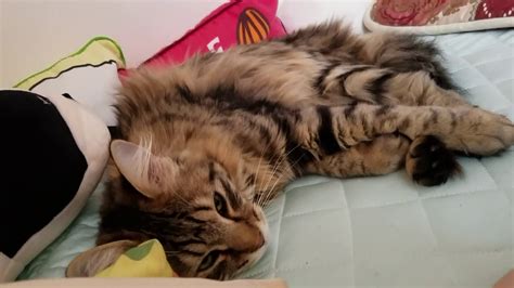 【ねこ】猫のみぃの日常 あくびにゃんこ Youtube
