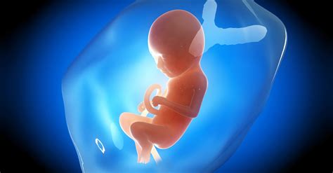Understand About Fetus Development Stages Twiddle Steps
