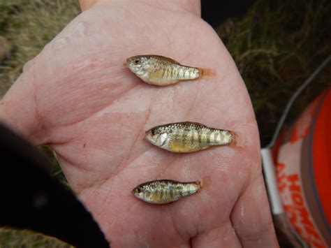 Sheepshead Minnow Cyprinodon Variegatus Marine Life Identification