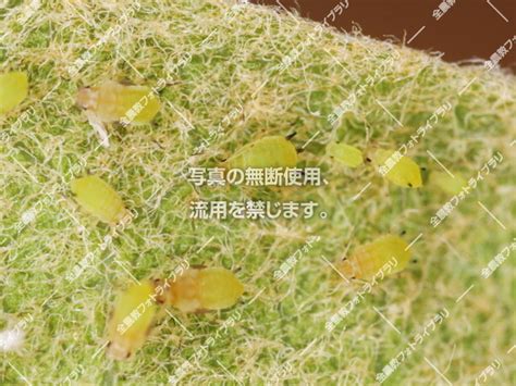 ユキヤナギアブラムシ 全農教フォトライブラリ