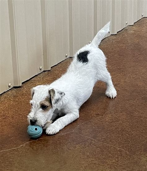 Sold Leasa Male Tri Rough Male Jack Russell Terrier Puppy For Sale Duke S Legacy Jack