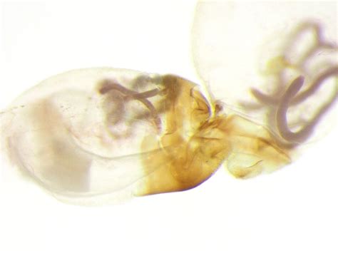 In Photos Cave Insects With Sex Reversed Genitals Live Science