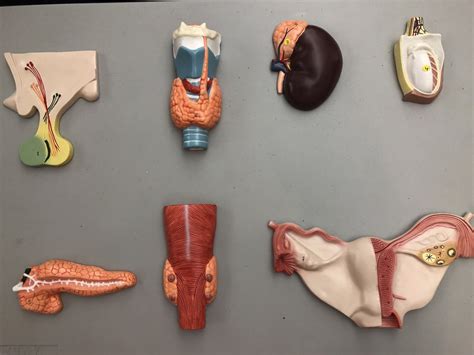 Endocrine Model Diagram Quizlet