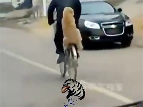 حال کردن سگ با دوچرخه سواری