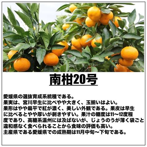 南柑20号【特等2年生苗木】苗木 みかんの木 接木苗 みかん 5号ポリポット（直径15cm）シンボルツリー 庭木 植木 木 常緑樹 鉢植え